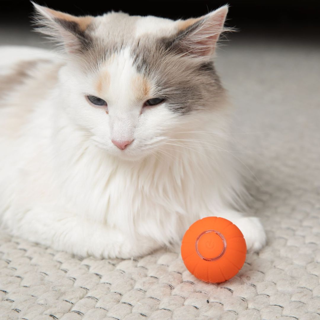 The KittyBall™ - Smart Cat Ball – KittySpout
