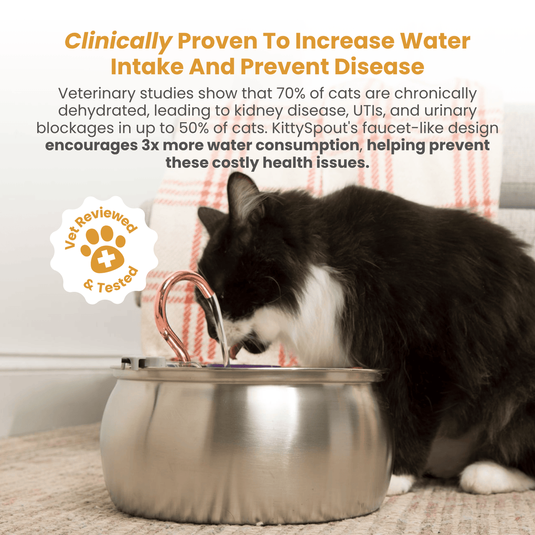 The KittySpout™ - Health & Happiness Cat Kit
