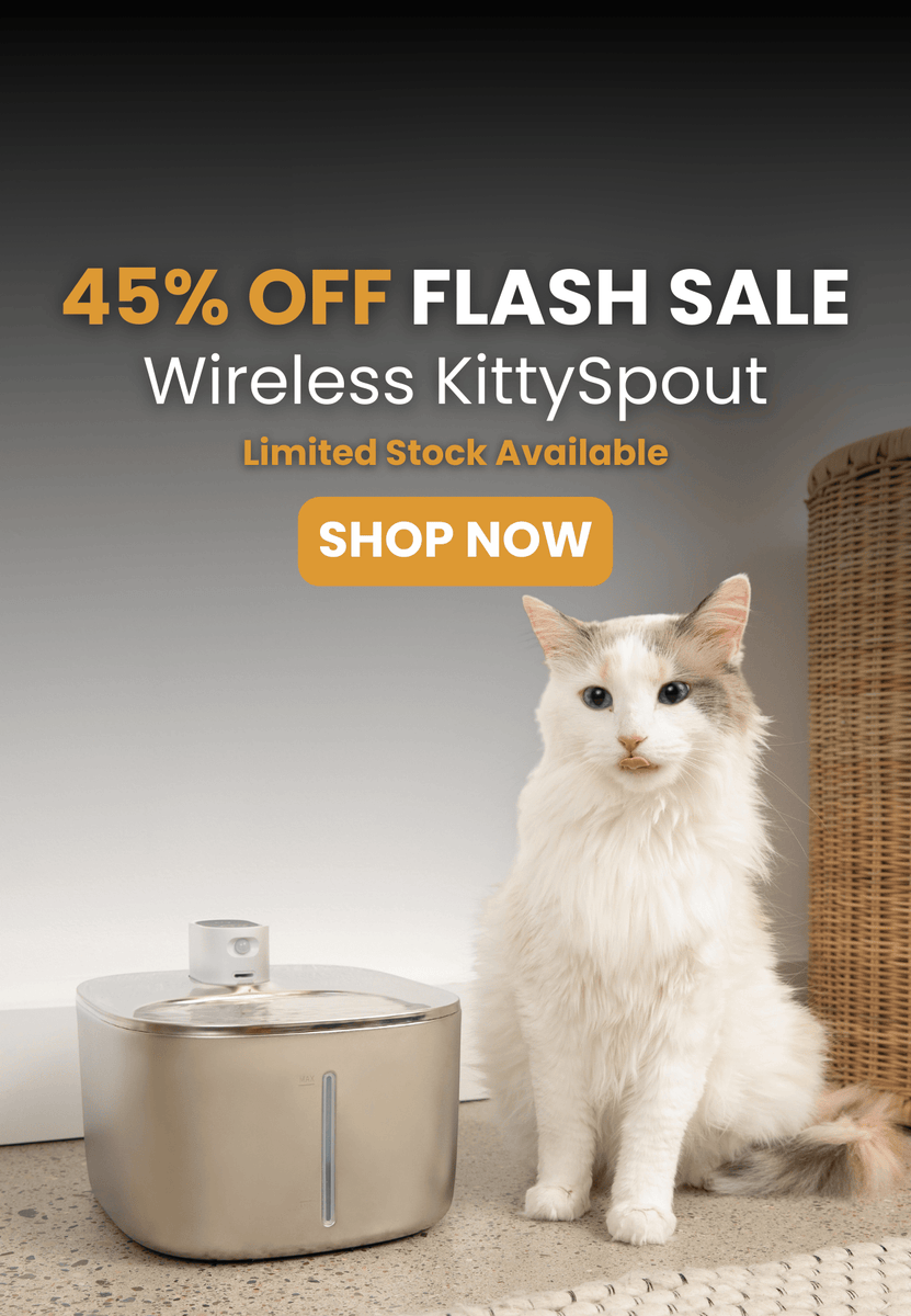 The KittySpout™