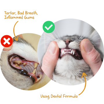 Cat Dental Formula – KittySpout